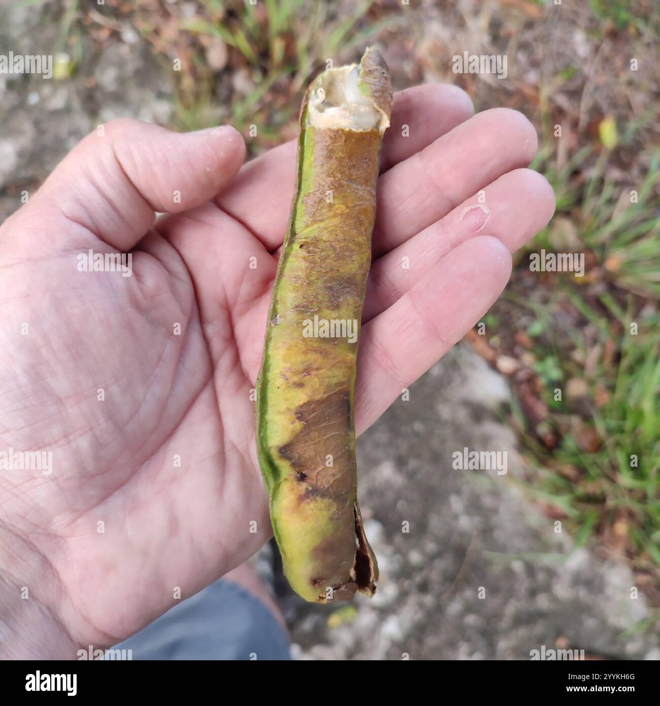 sacky sac bean (Inga laurina Stock Photo - Alamy