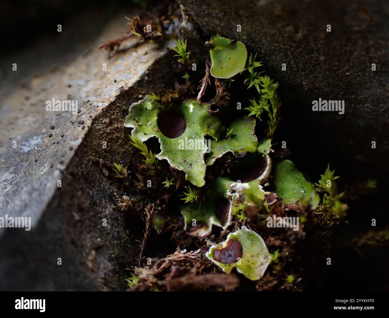 Common Chocolate Chip Lichen (Solorina saccata Stock Photo - Alamy