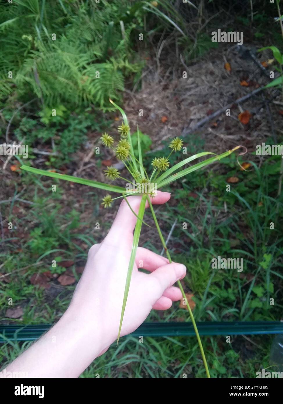 Baldwin's Flatsedge (Cyperus croceus Stock Photo - Alamy