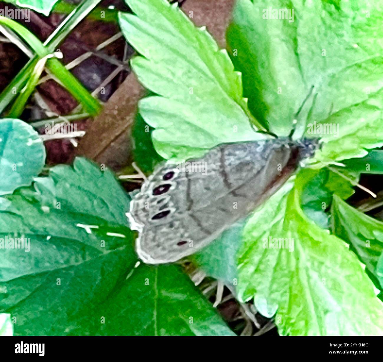 Carolina Satyr (Hermeuptychia sosybius Stock Photo - Alamy