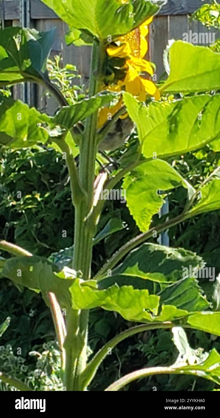 California Scrub-Jay (Aphelocoma californica Stock Photo - Alamy