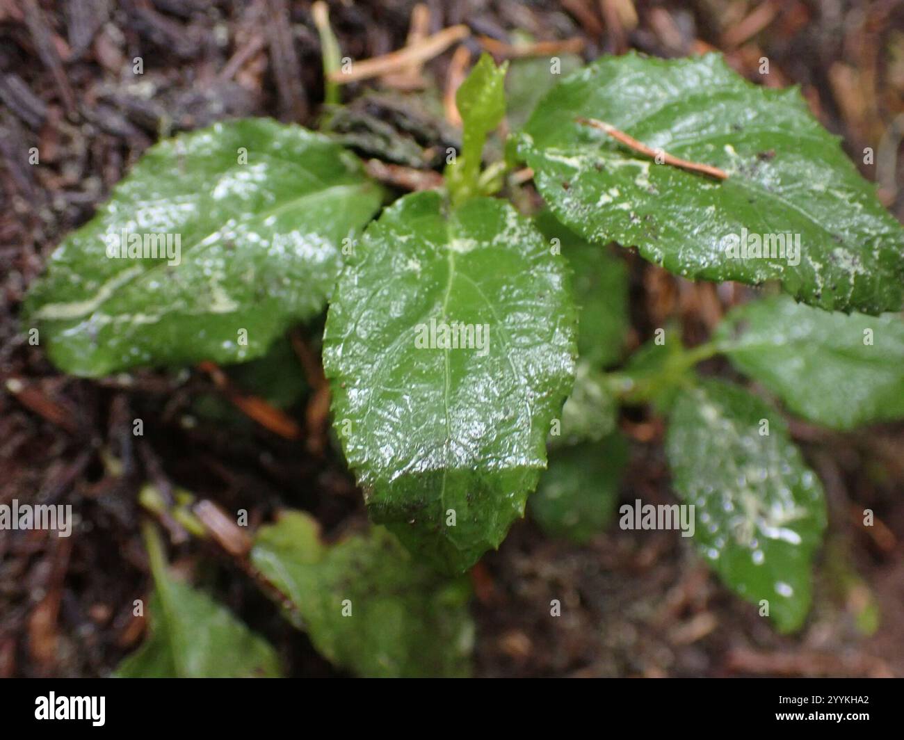 one-sided wintergreen (Orthilia secunda Stock Photo - Alamy