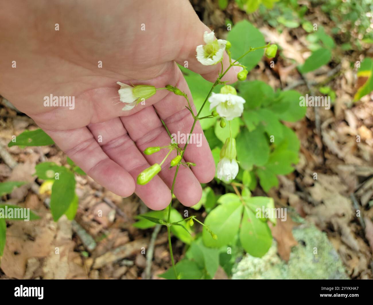 starry campion (Silene stellata Stock Photo - Alamy