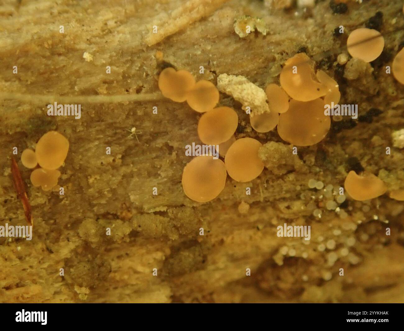 Orbilia hi-res stock photography and images - Alamy