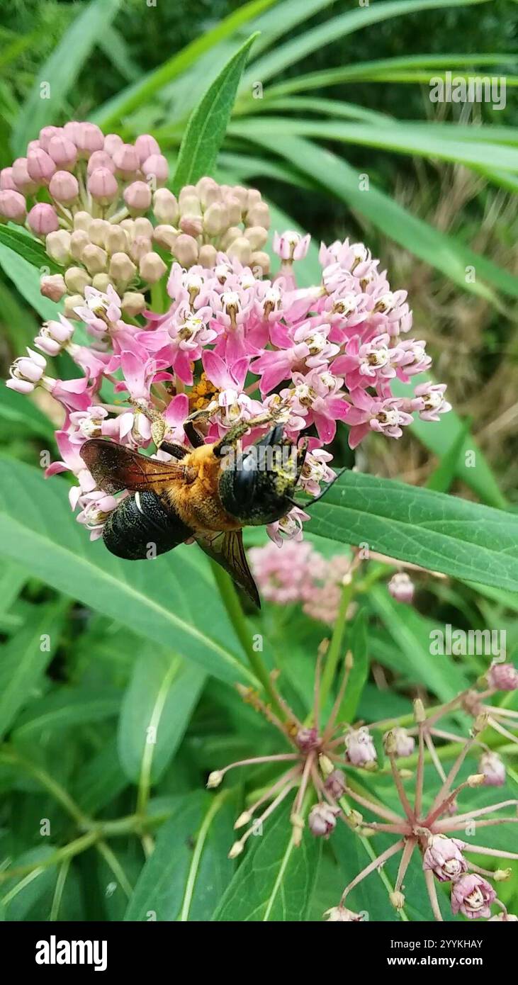 Sculptured Resin Bee (Megachile sculpturalis Stock Photo - Alamy