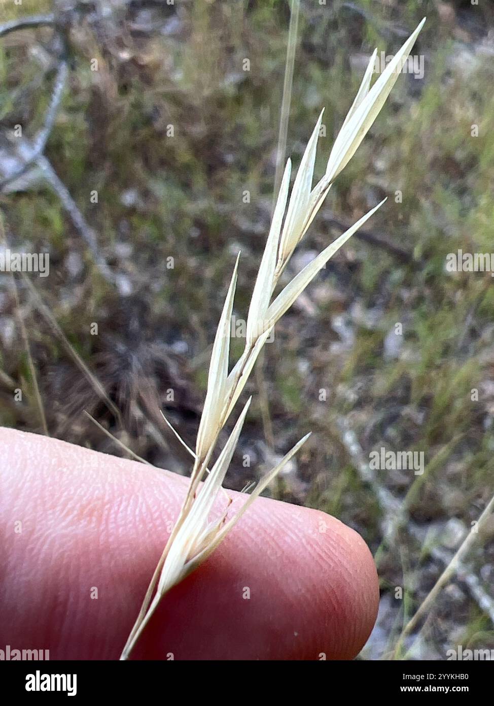 silky oat-grass (Danthonia sericea Stock Photo - Alamy