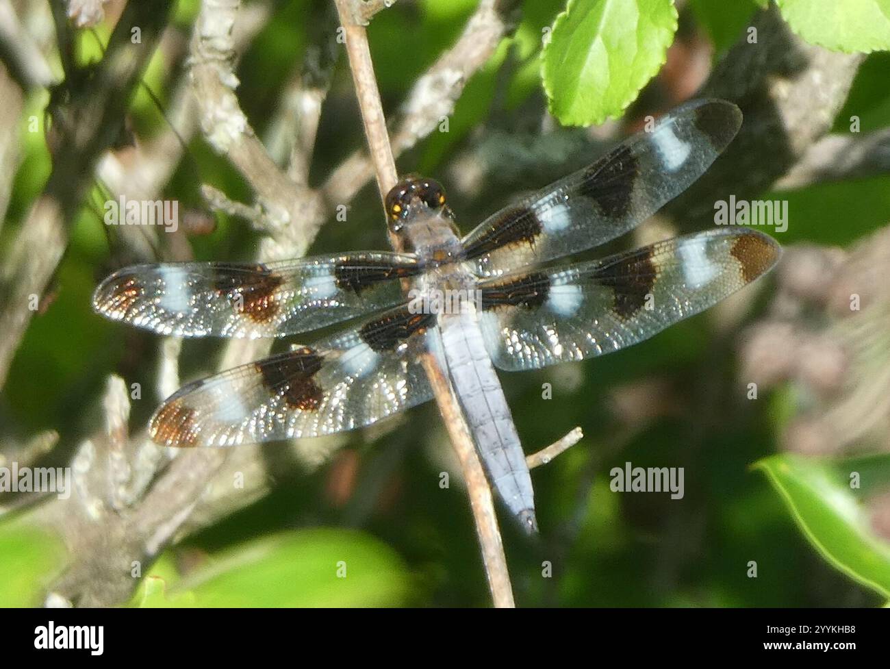 Twelve-spotted Skimmer (Libellula pulchella Stock Photo - Alamy