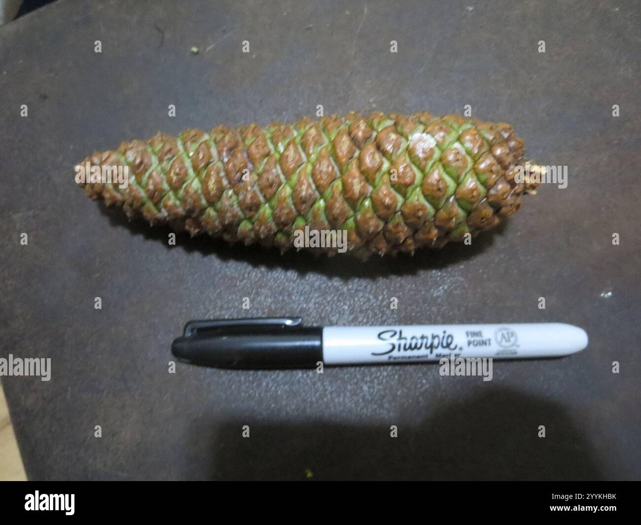 slash pine (Pinus elliottii Stock Photo - Alamy