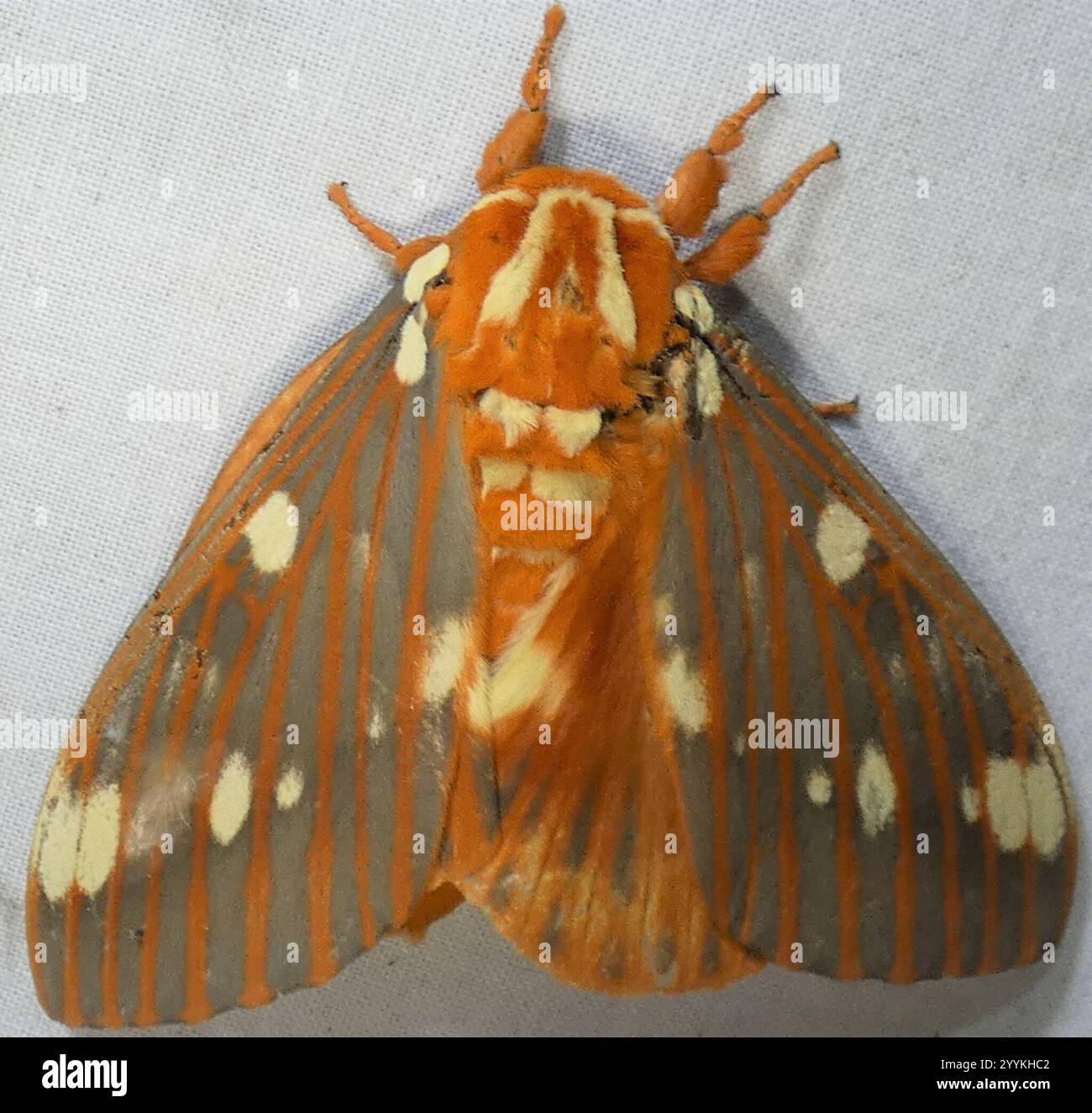 Regal Moth (Citheronia regalis Stock Photo - Alamy