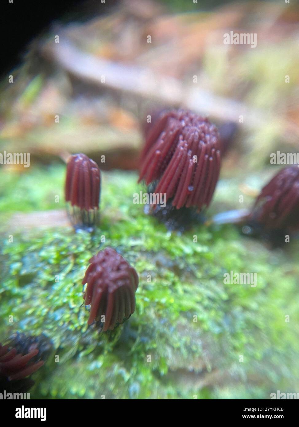 chocolate tube slime (Stemonitis splendens Stock Photo - Alamy