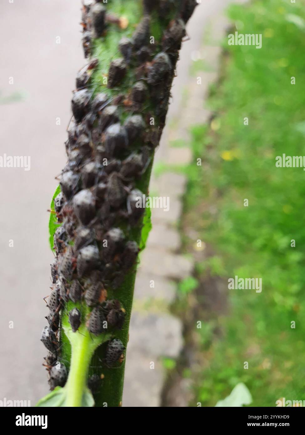 Giant willow aphid hi-res stock photography and images - Alamy