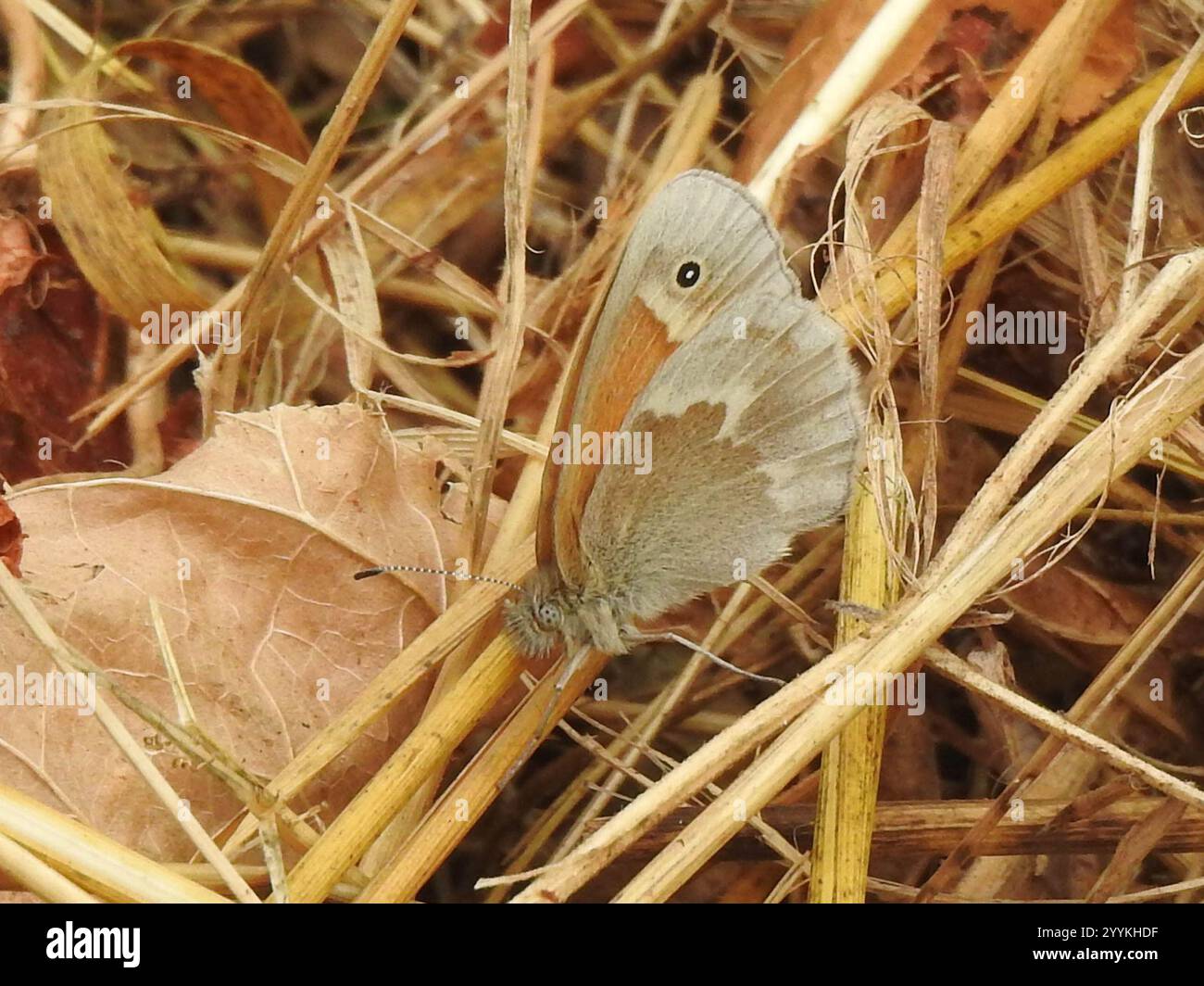 Common Ringlet (Coenonympha california Stock Photo - Alamy