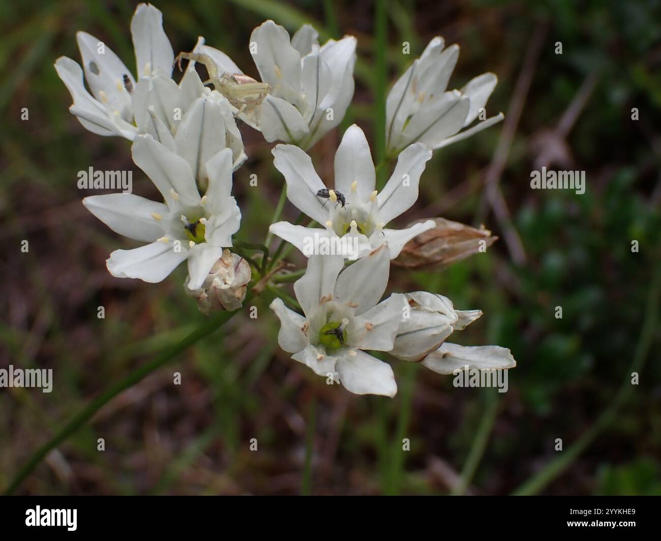 white brodiaea (Triteleia hyacinthina Stock Photo - Alamy