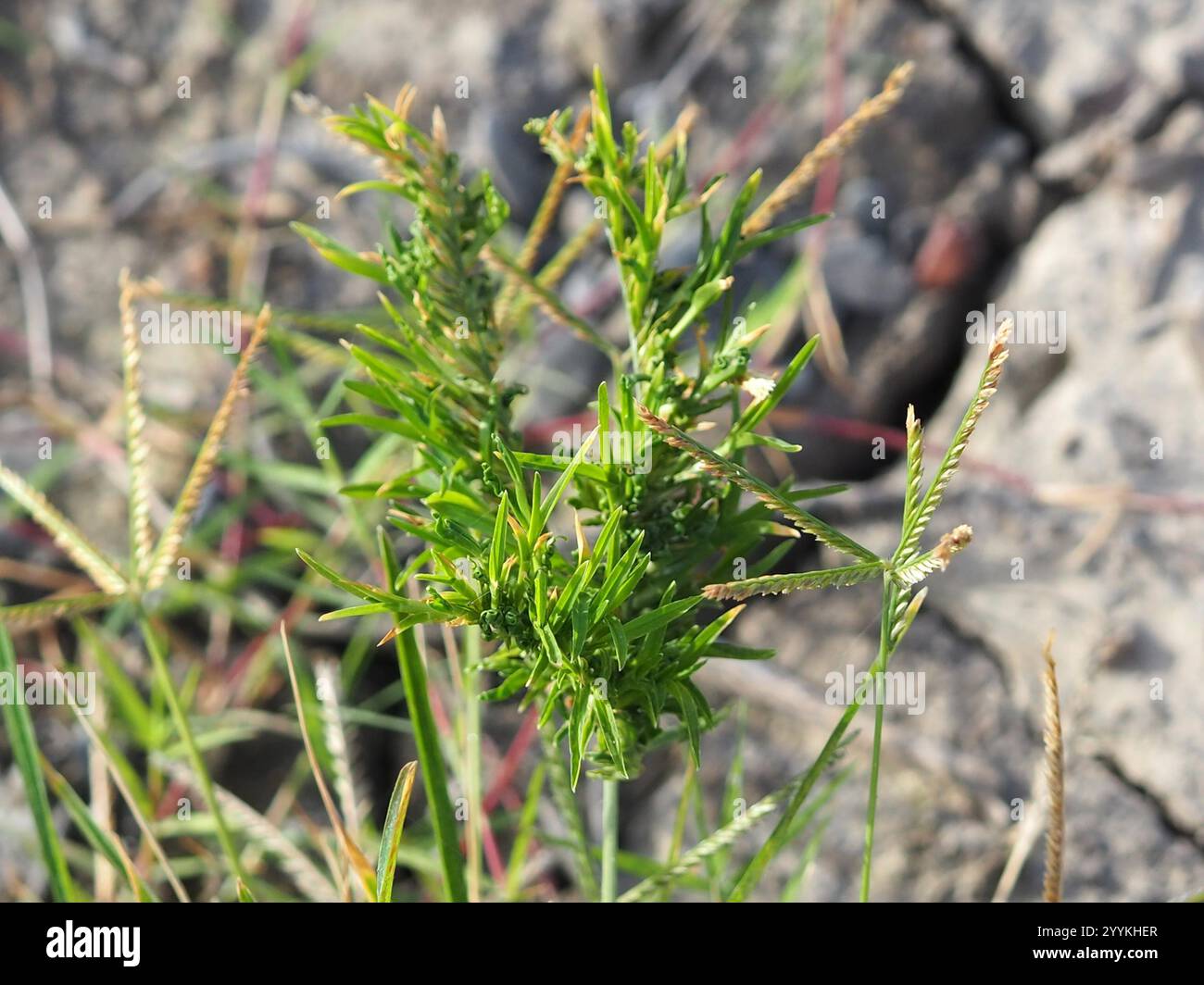 Goose Grass (Eleusine indica Stock Photo - Alamy