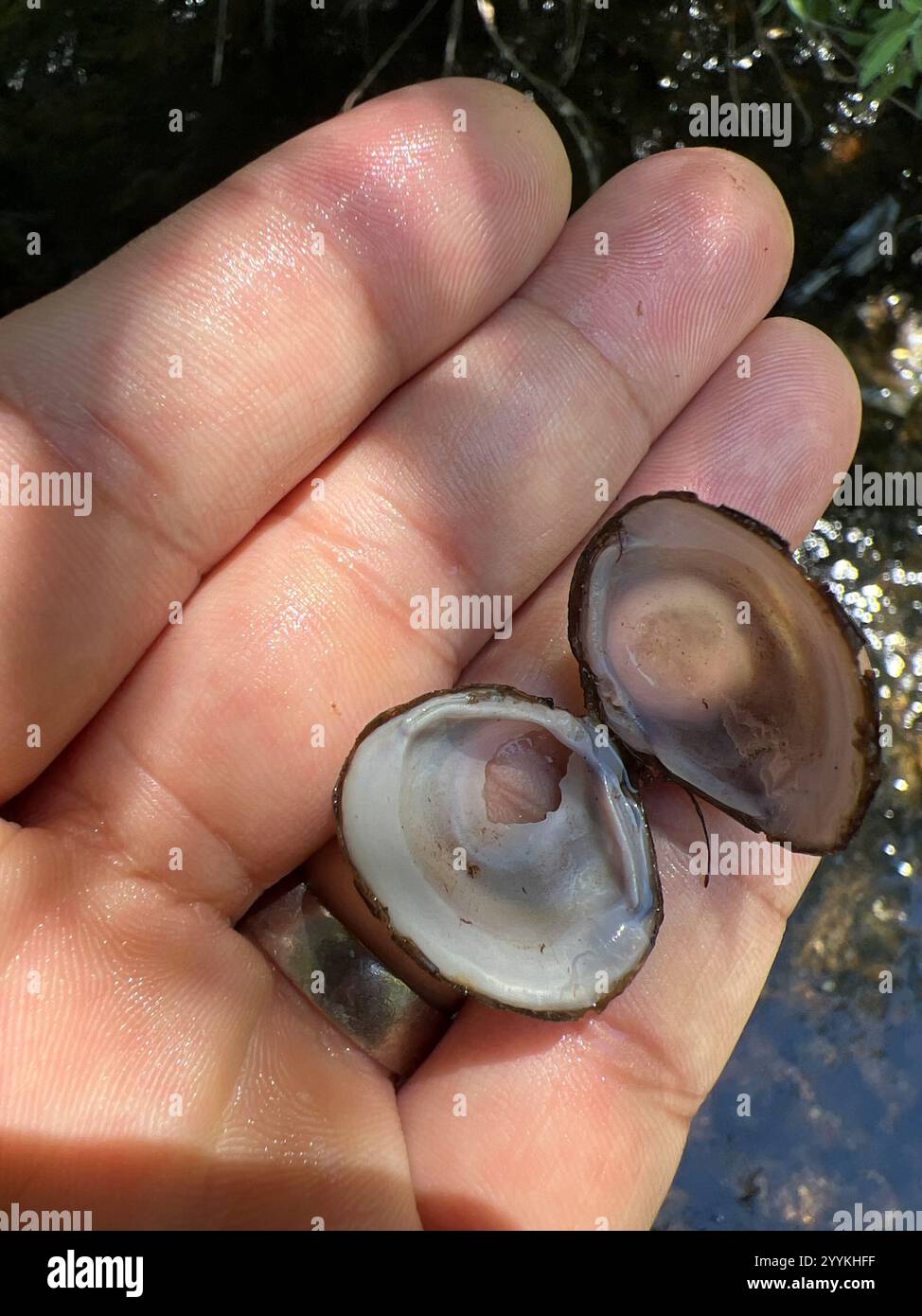 Asian Clam (Corbicula fluminea Stock Photo - Alamy