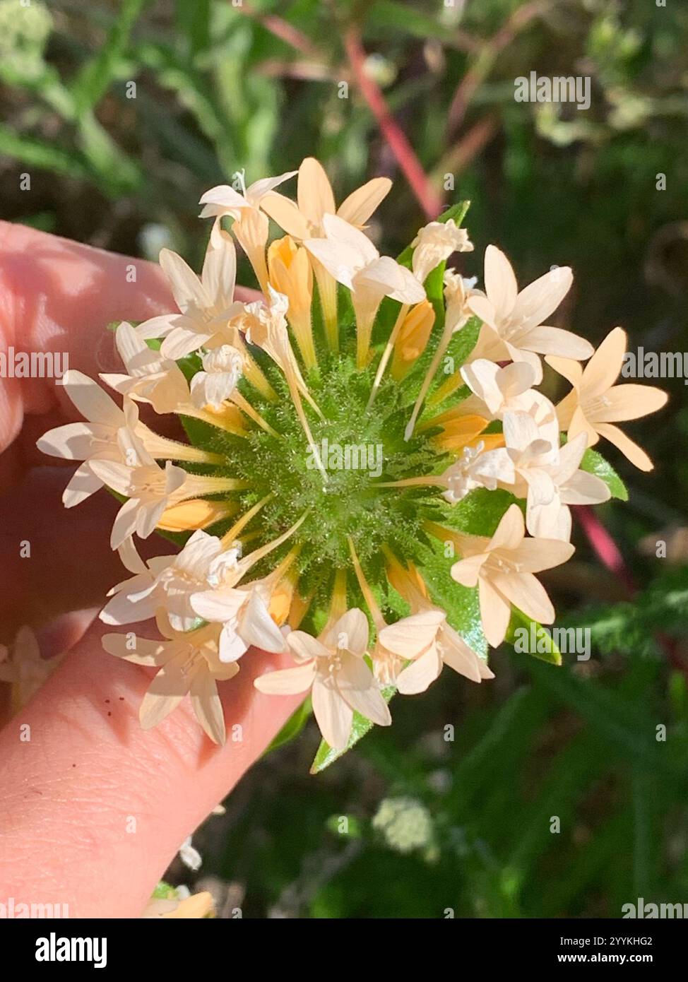 grand collomia (Collomia grandiflora Stock Photo - Alamy