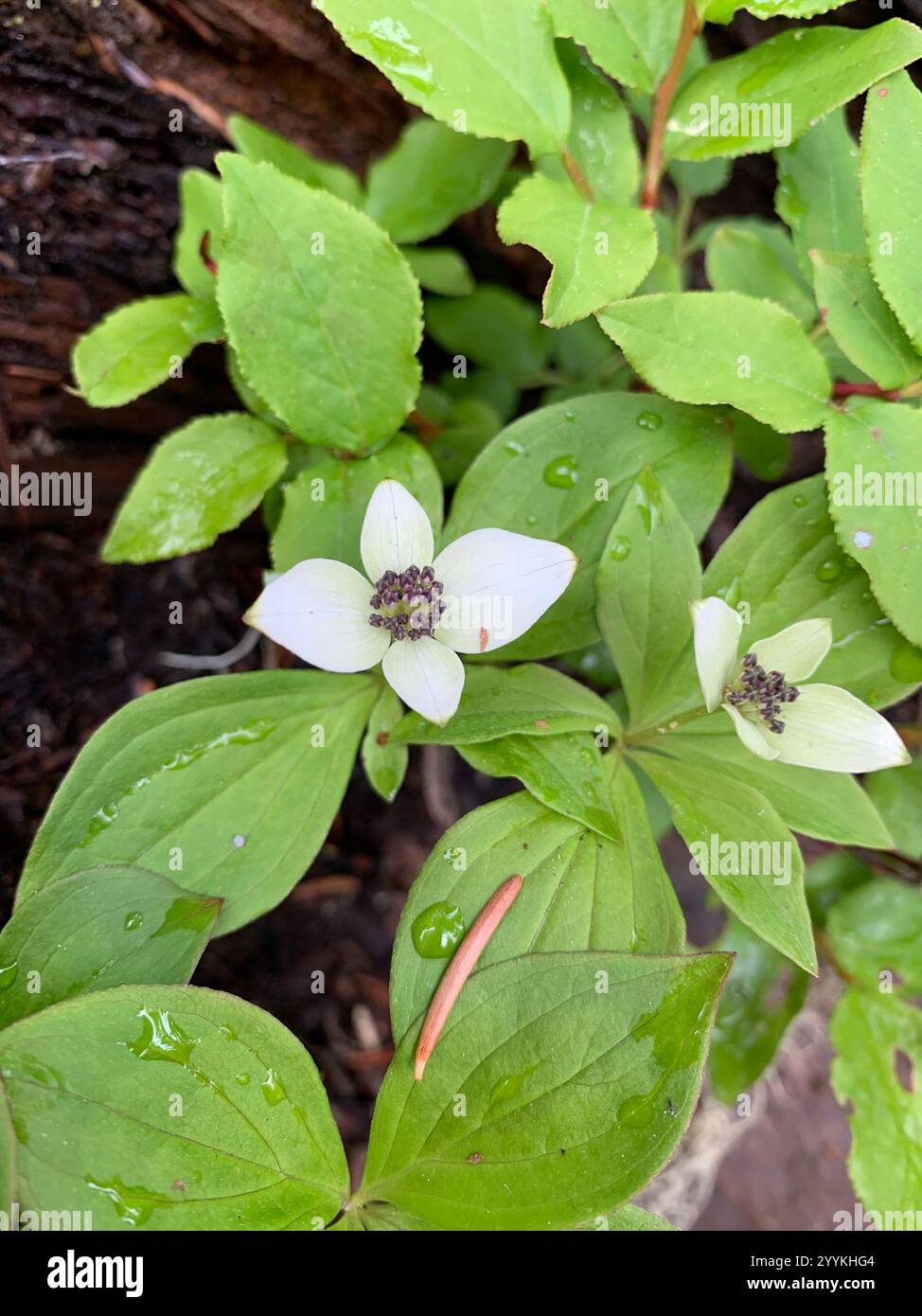Western Bunchberry (Cornus unalaschkensis Stock Photo - Alamy