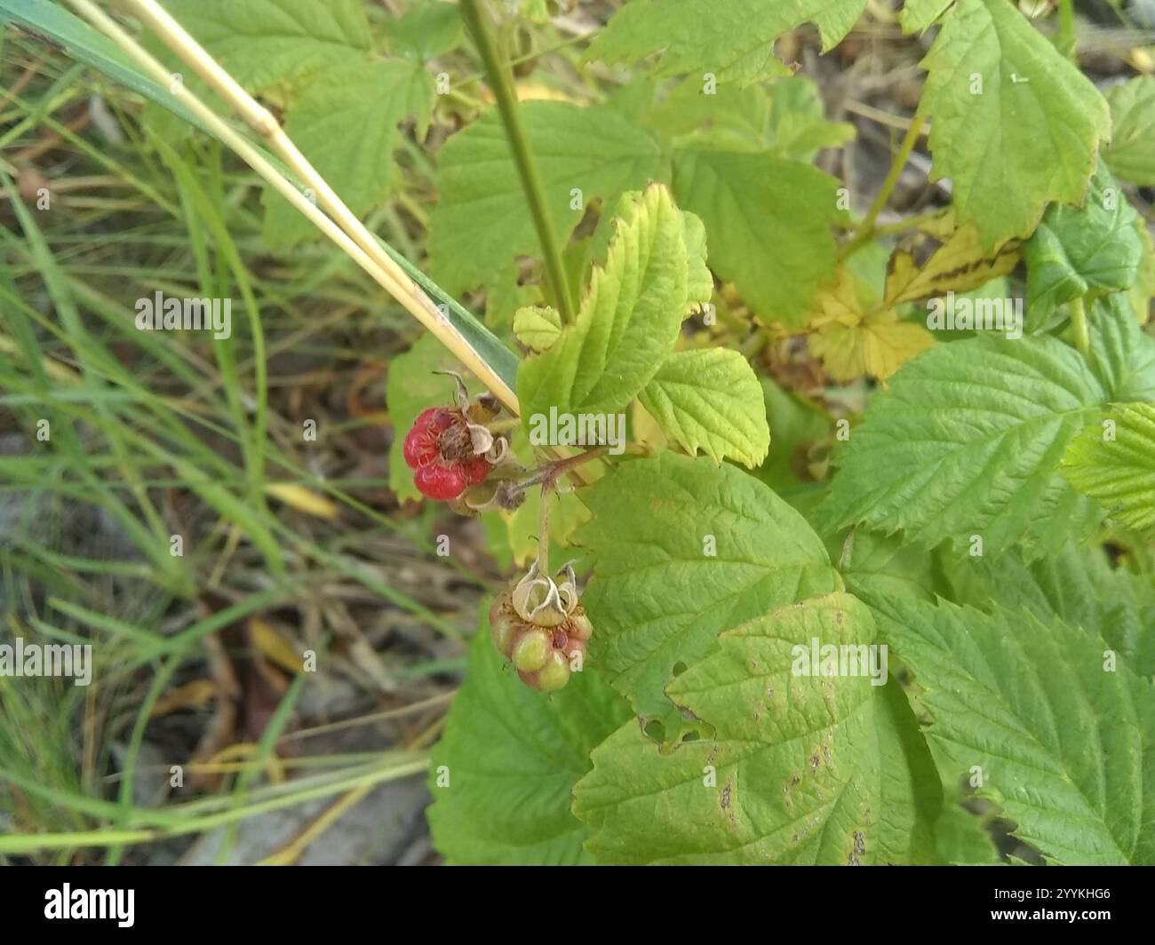 red raspberry (Rubus idaeus Stock Photo - Alamy