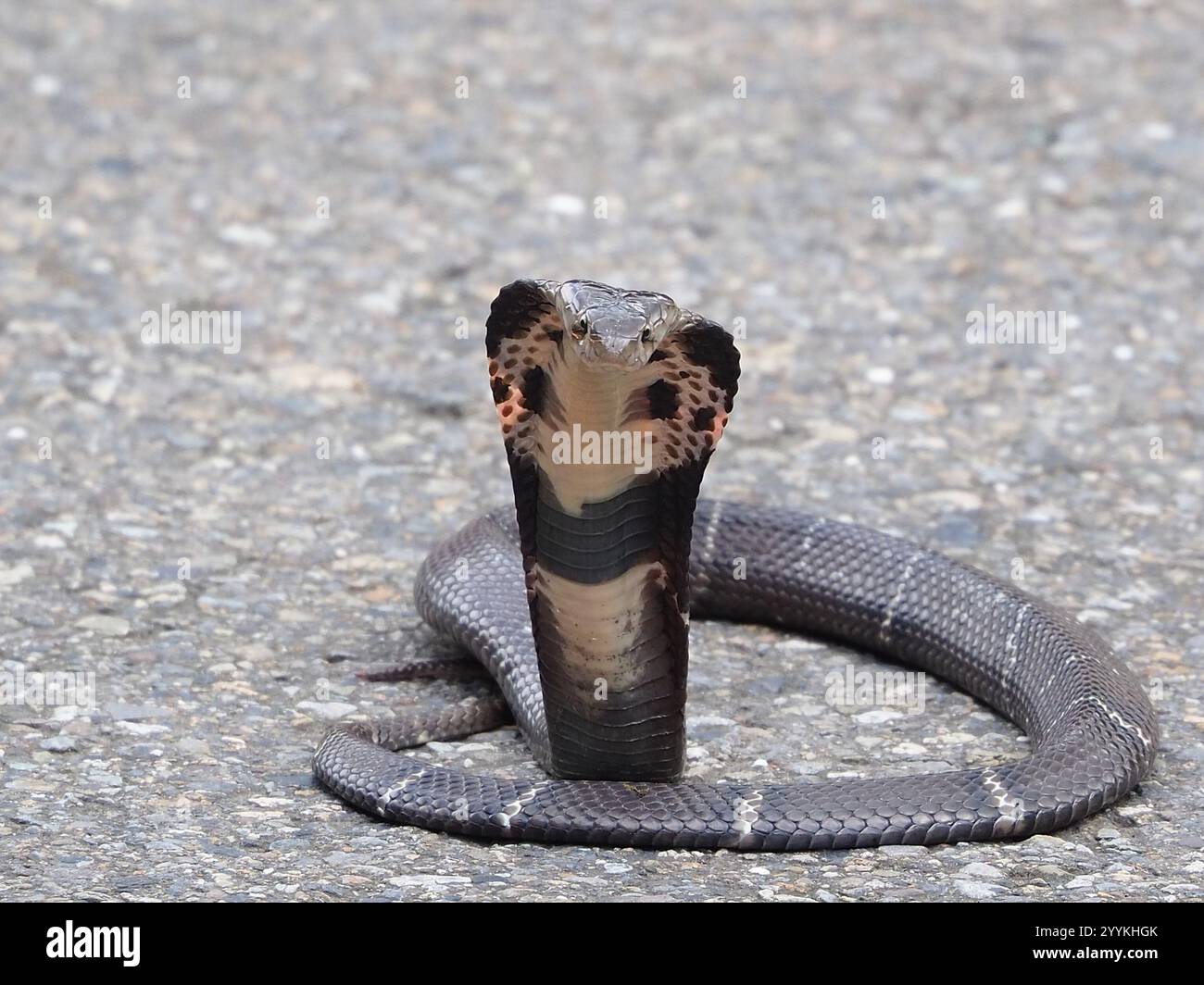 Chinese Cobra (Naja atra Stock Photo - Alamy