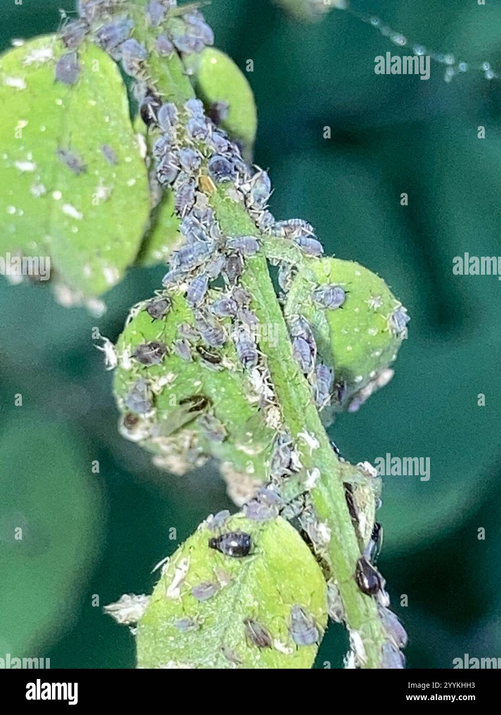 Aphis craccivora hi-res stock photography and images - Alamy