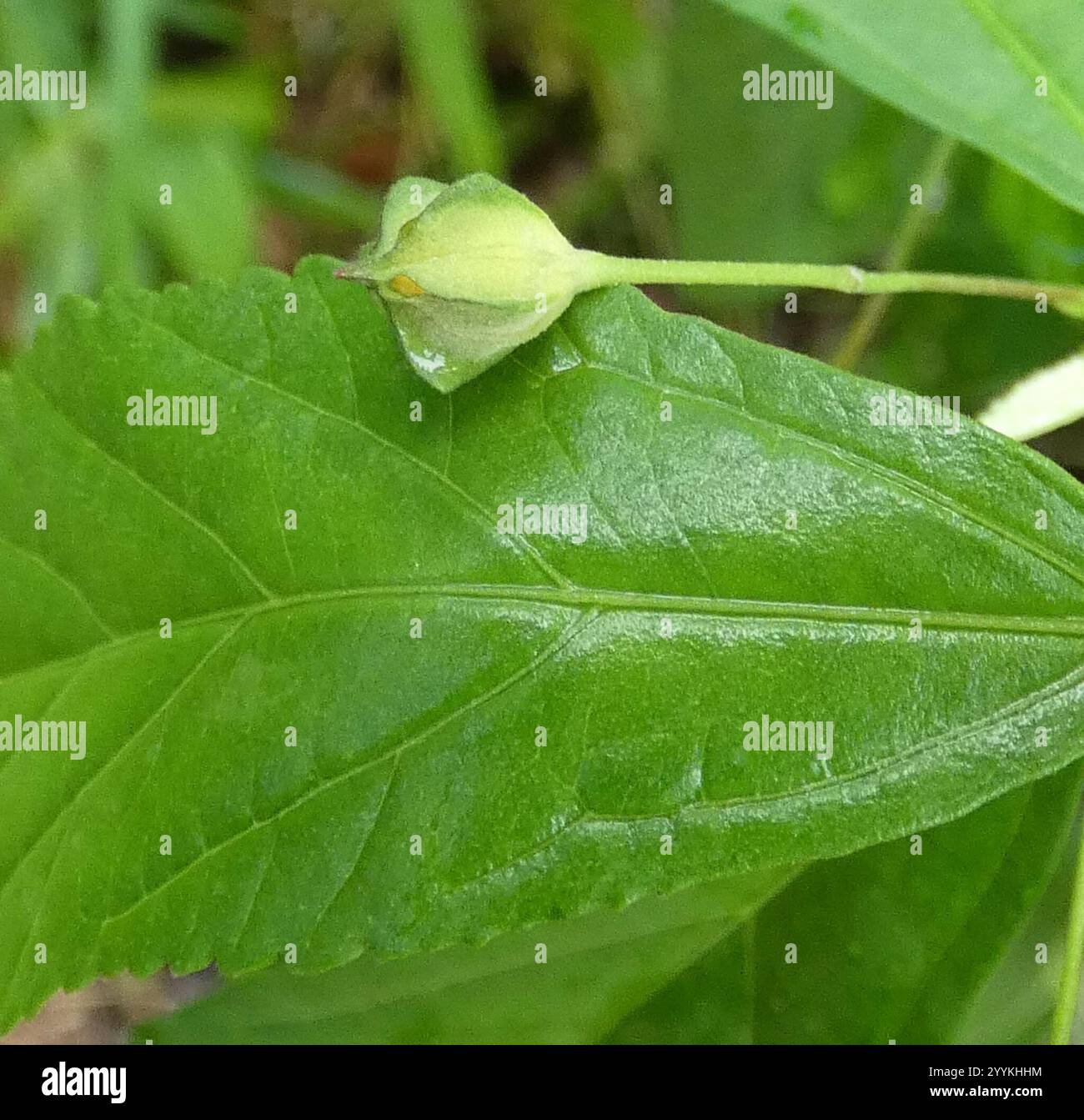 Cuban jute (Sida rhombifolia Stock Photo - Alamy