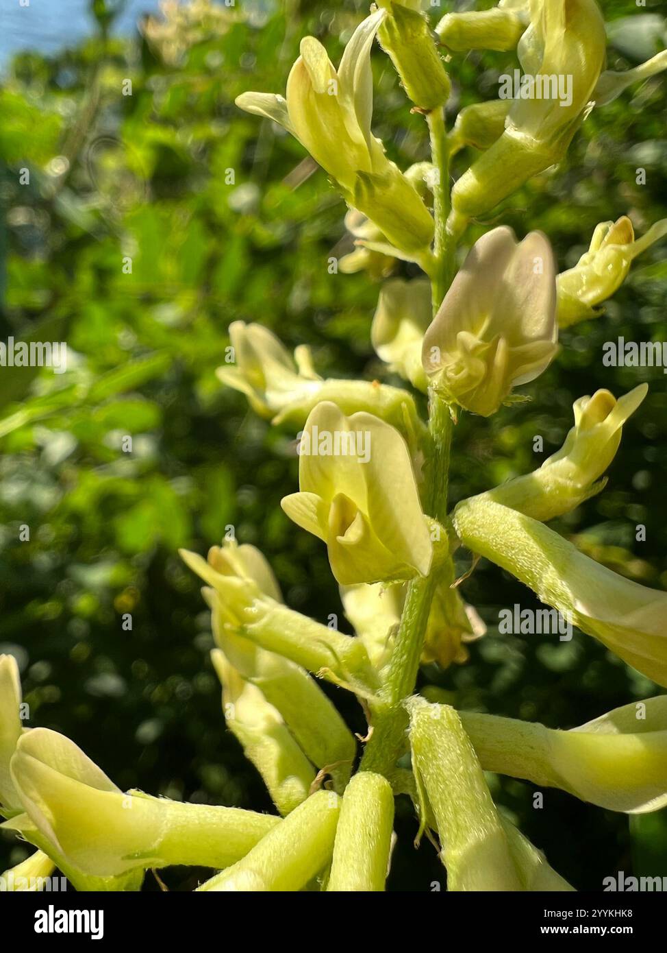 Canadian milkvetch (Astragalus canadensis Stock Photo - Alamy