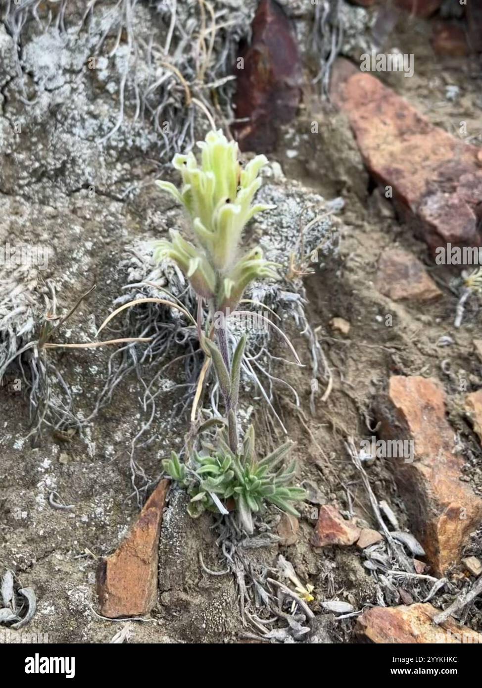 dwarf alpine Indian paintbrush (Castilleja nana Stock Photo - Alamy