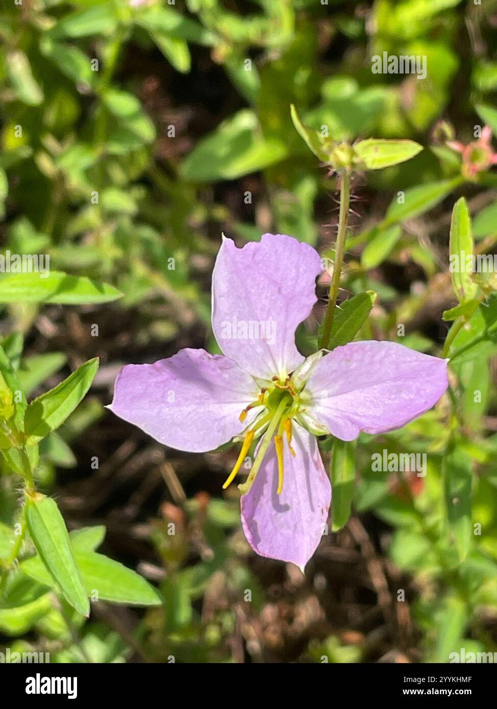 Maryland meadowbeauty (Rhexia mariana Stock Photo - Alamy
