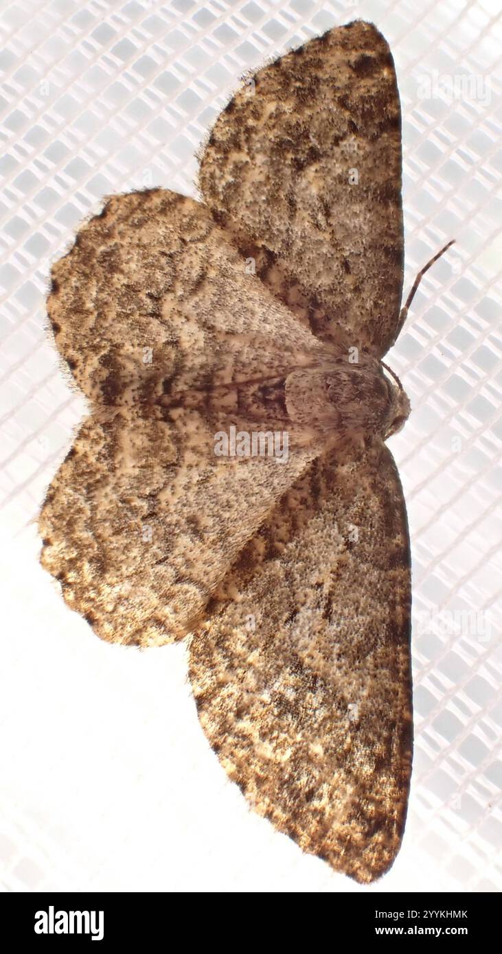 Small Engrailed (Ectropis crepuscularia Stock Photo - Alamy