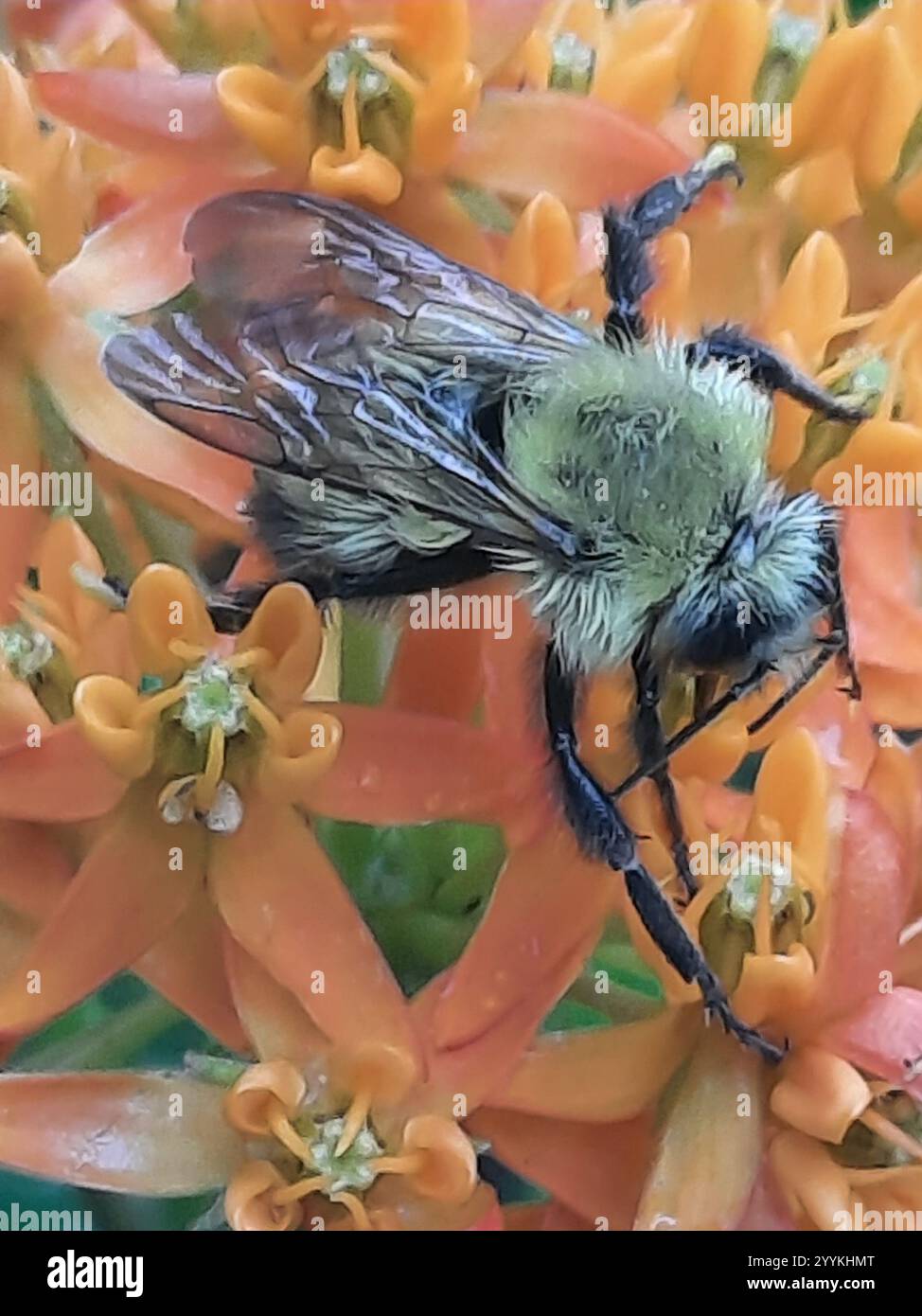 Perplexing Bumble Bee (Bombus perplexus Stock Photo - Alamy