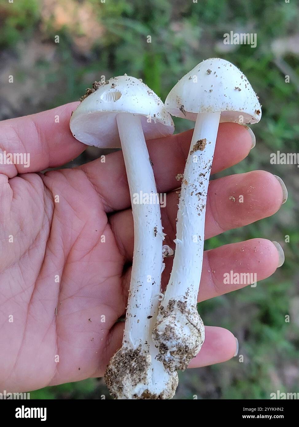 Eastern North American Destroying Angel (Amanita bisporigera Stock ...