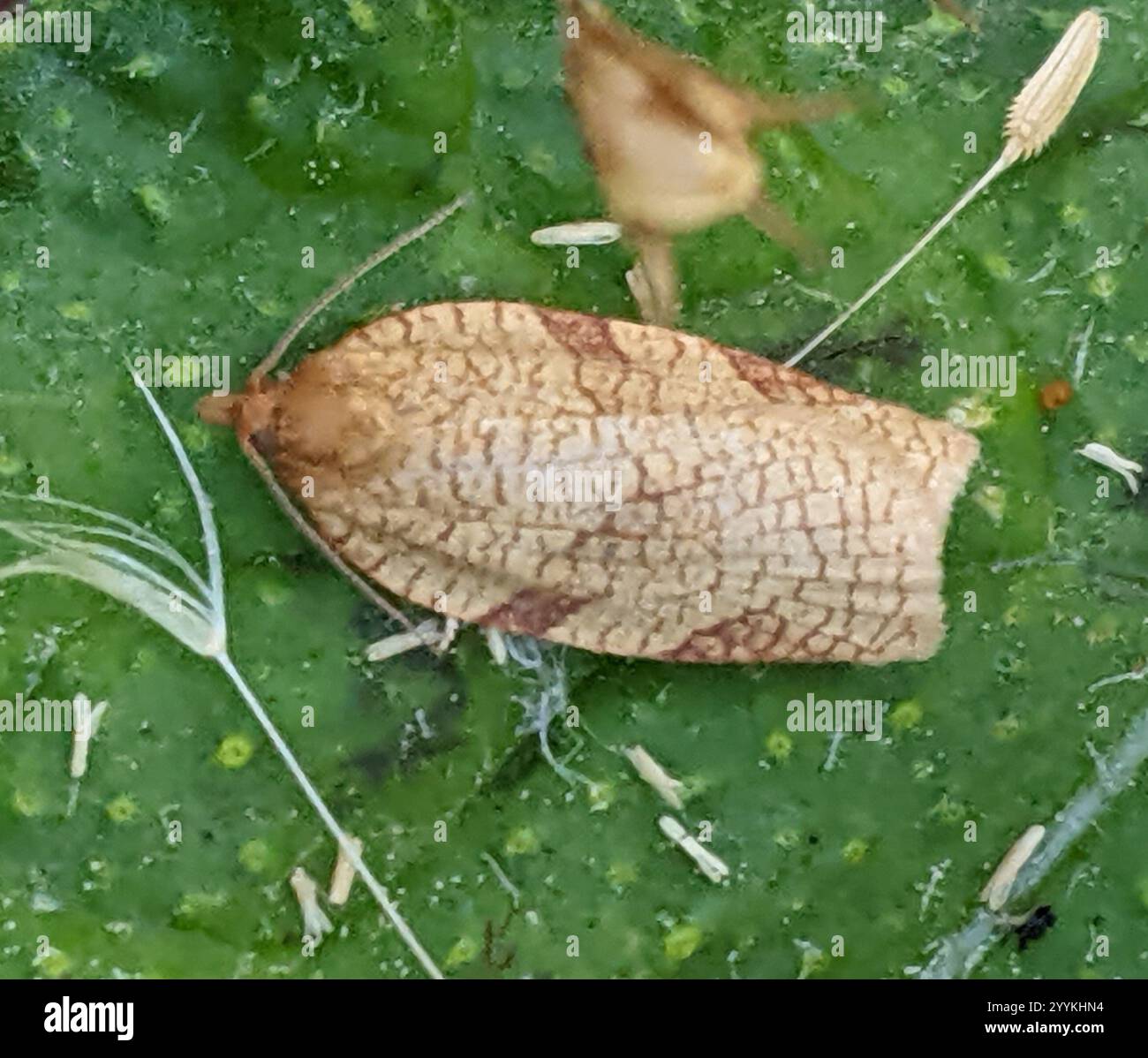 Allen's Tortrix Moth (Aphelia alleniana Stock Photo - Alamy