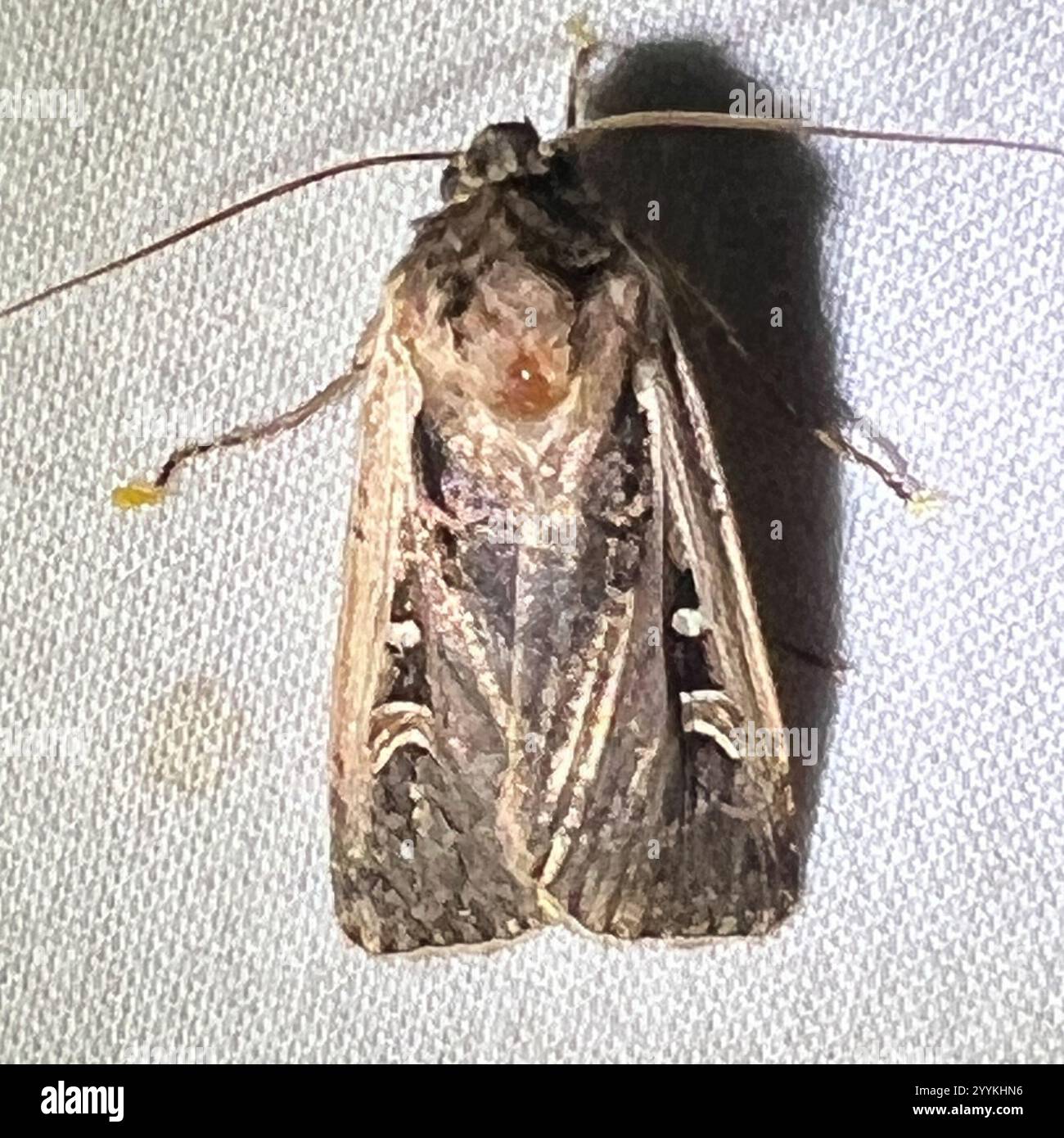 Western Bean Cutworm Moth (Striacosta albicosta Stock Photo - Alamy