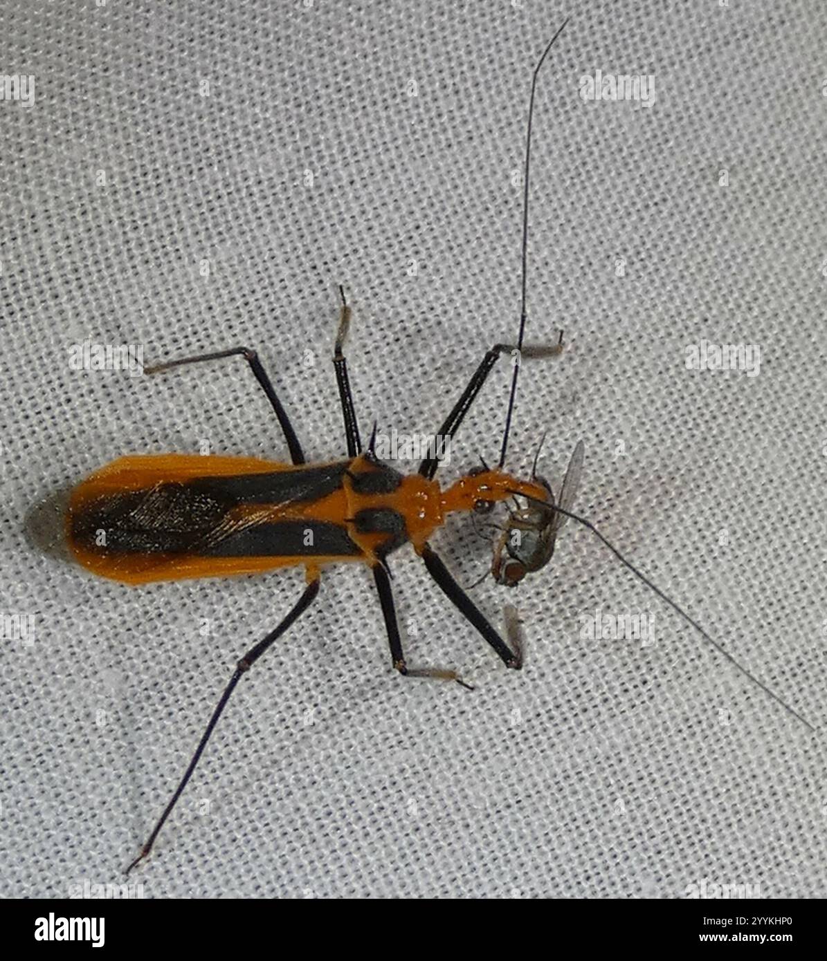 Red Bull Assassin Bug (Repipta taurus Stock Photo - Alamy