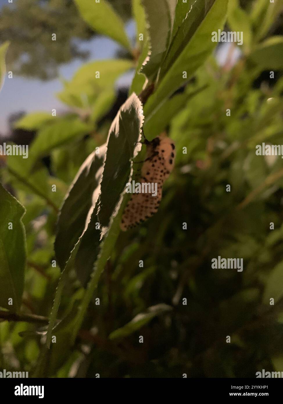 Wood Leopard Moth (Zeuzera pyrina Stock Photo - Alamy