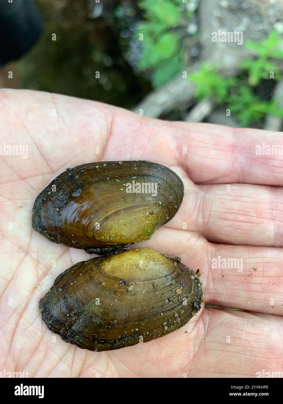 Ellipse (Venustaconcha ellipsiformis Stock Photo - Alamy