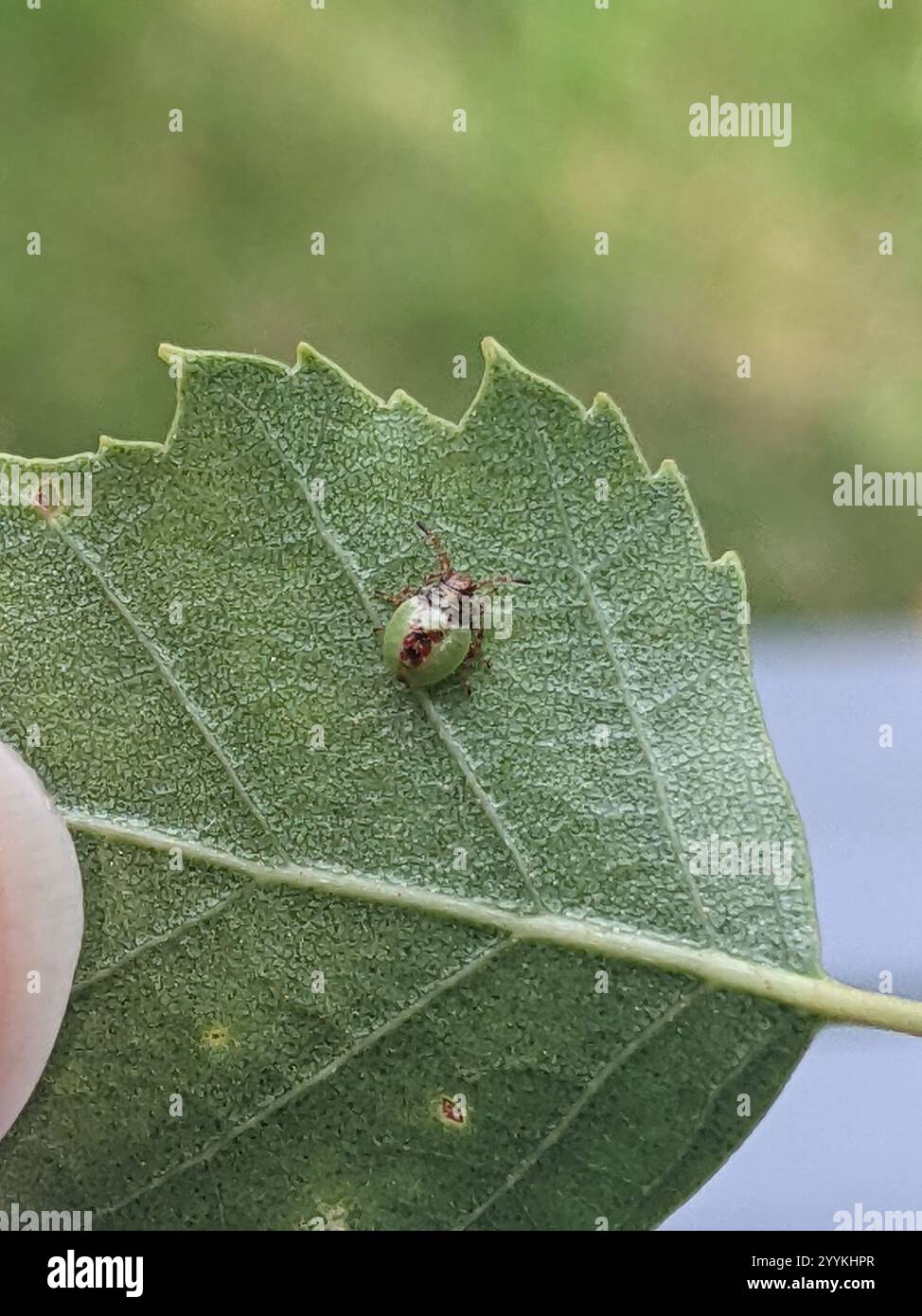 Birch Shield Bug (Elasmostethus interstinctus Stock Photo - Alamy
