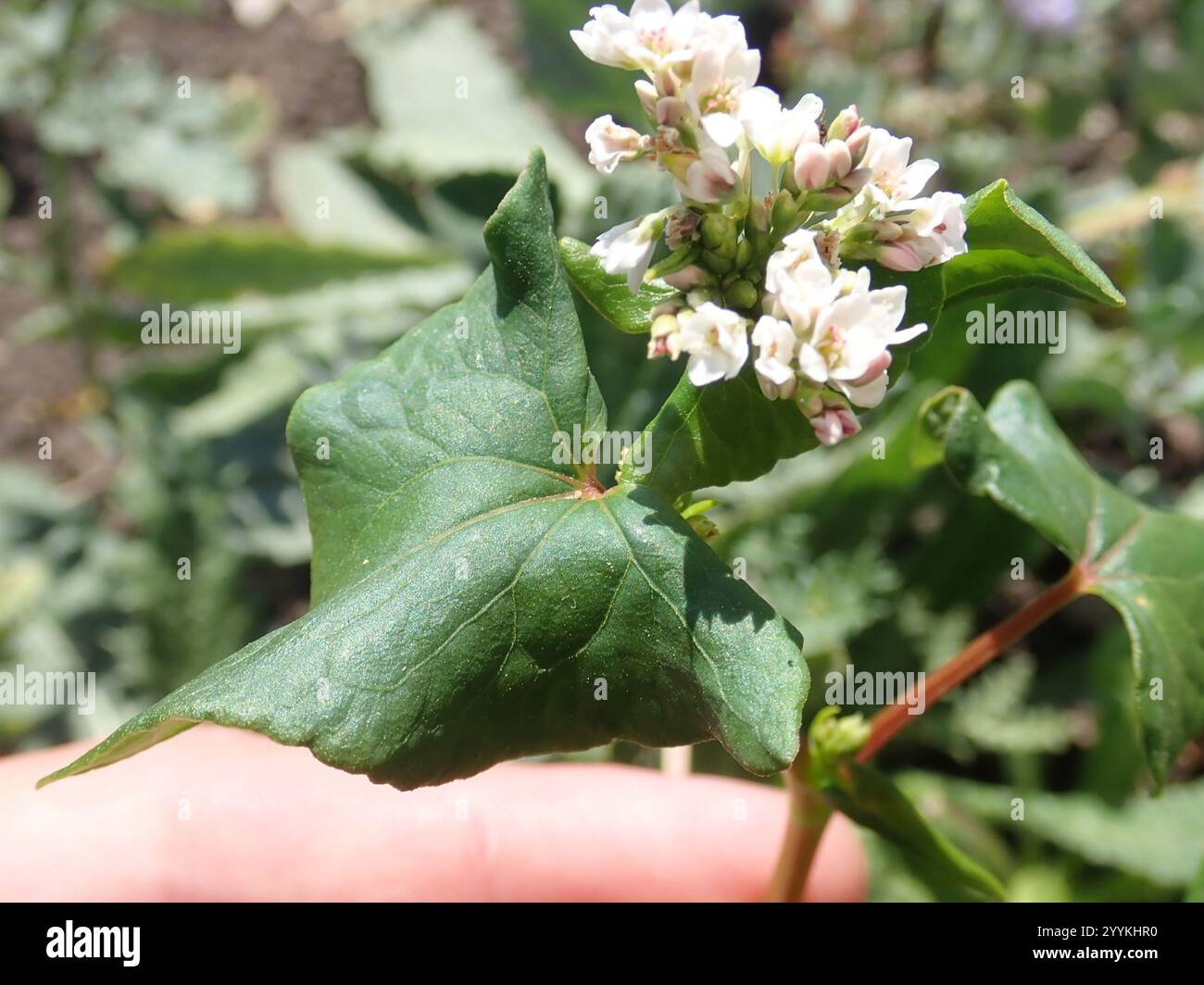 Common Buckwheat (Fagopyrum esculentum Stock Photo - Alamy