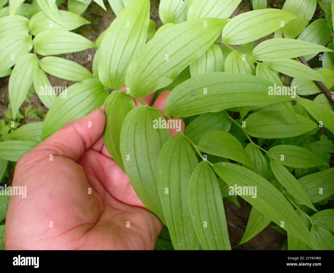 rose twisted-stalk (Streptopus lanceolatus Stock Photo - Alamy
