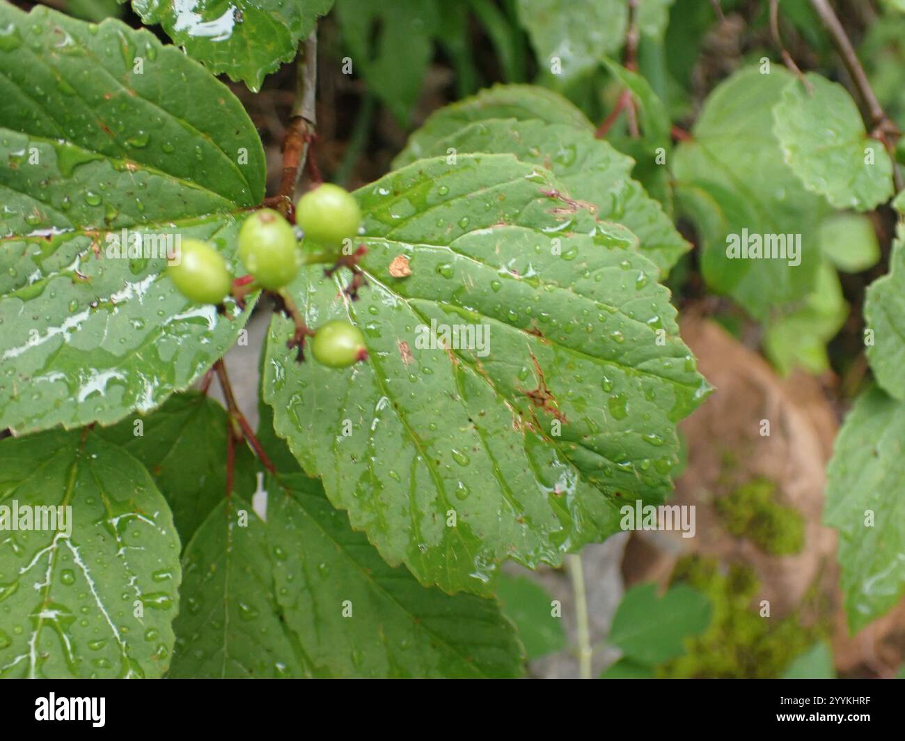 squashberry (Viburnum edule Stock Photo - Alamy