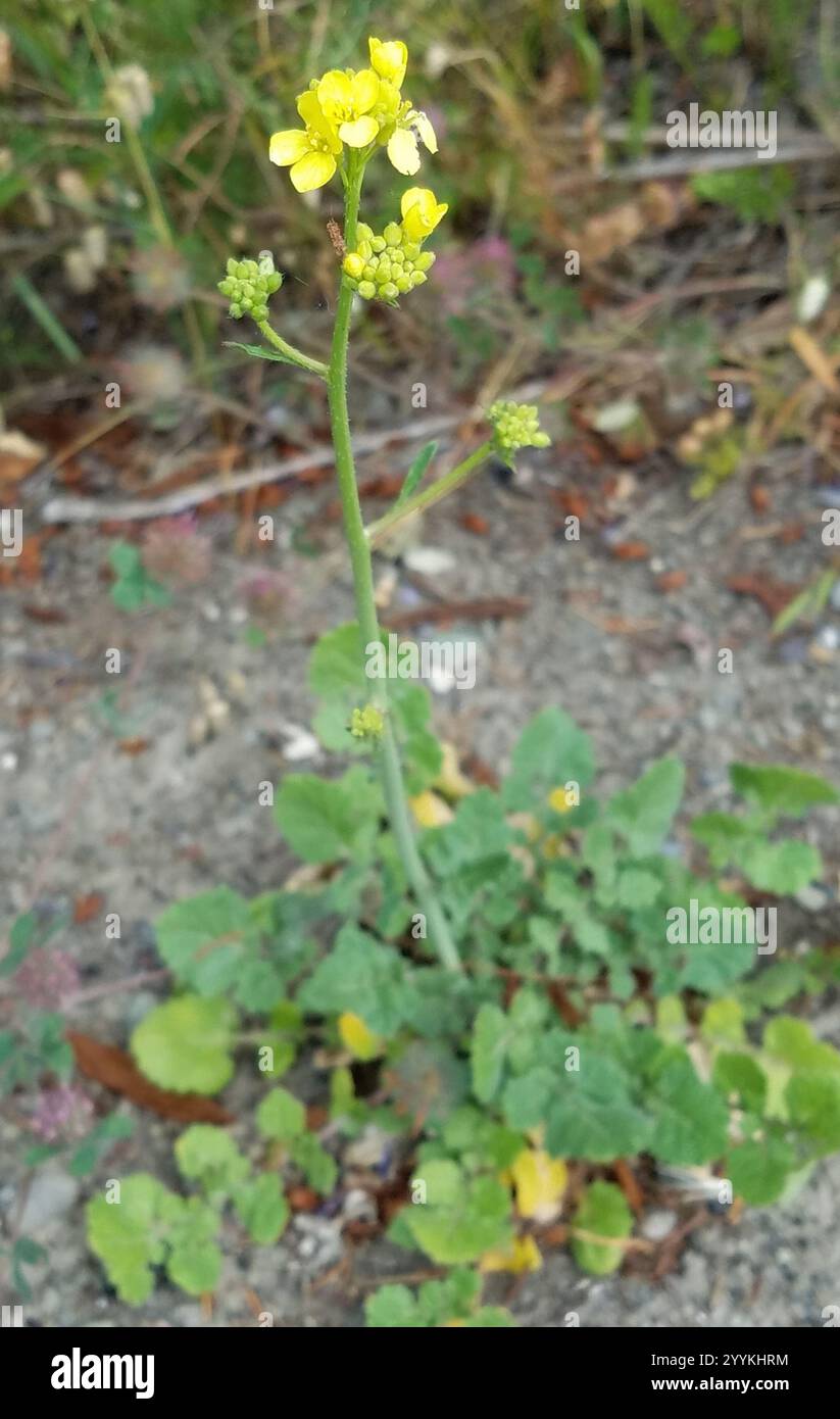 mustard family (Brassicaceae Stock Photo - Alamy