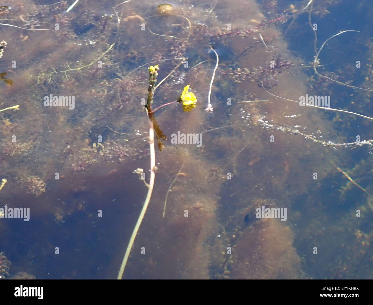 Yellow bladderwort (Utricularia × neglecta Stock Photo - Alamy