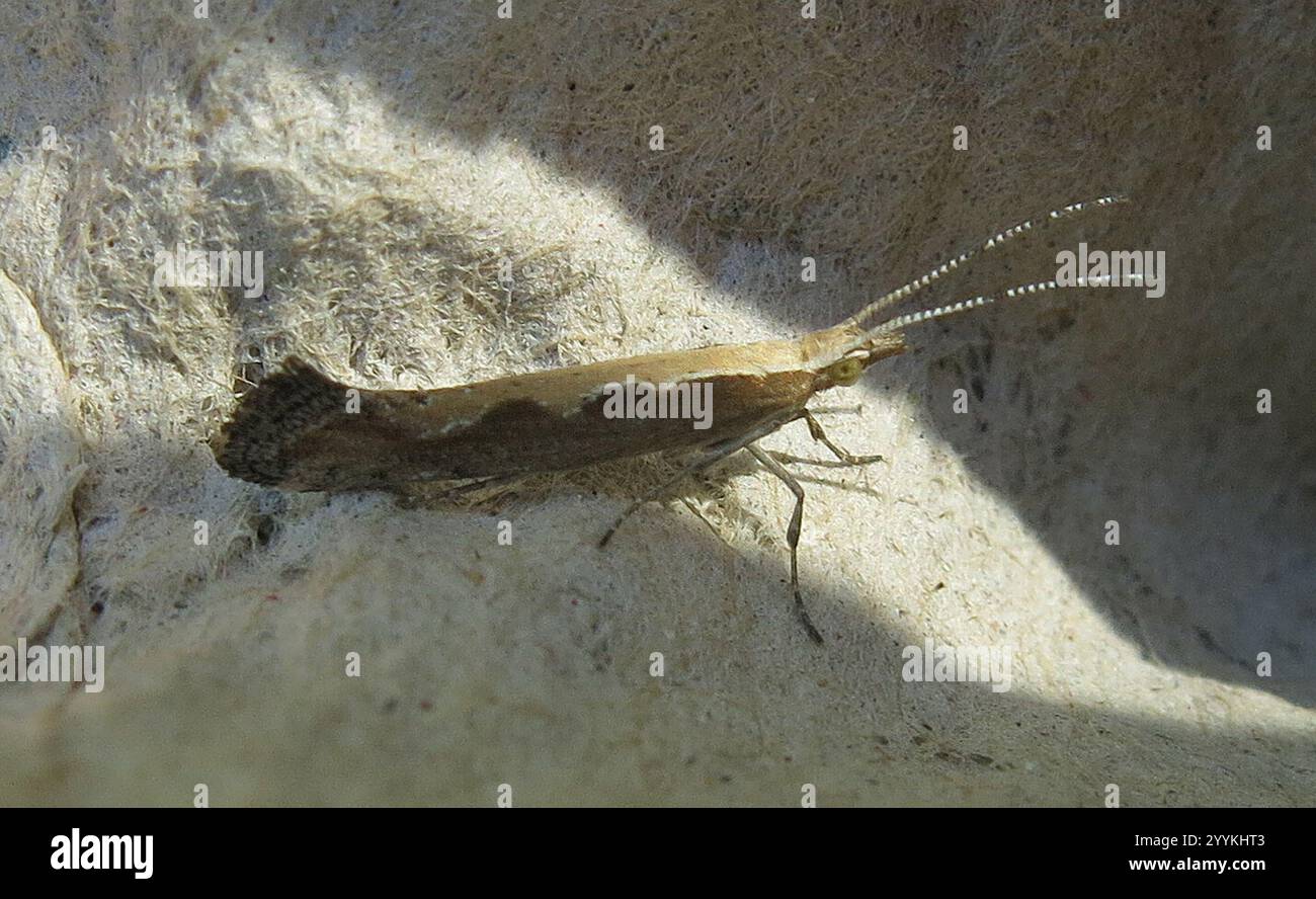 Diamondback Moth (Plutella xylostella Stock Photo - Alamy