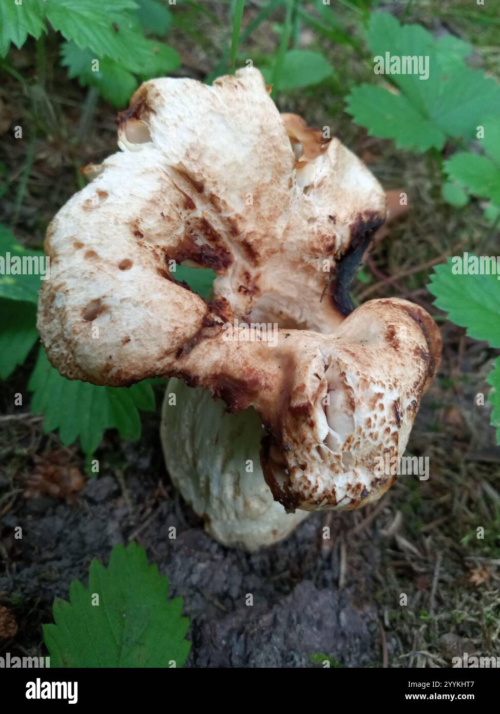 Stinking Brittlegill (Russula foetens Stock Photo - Alamy