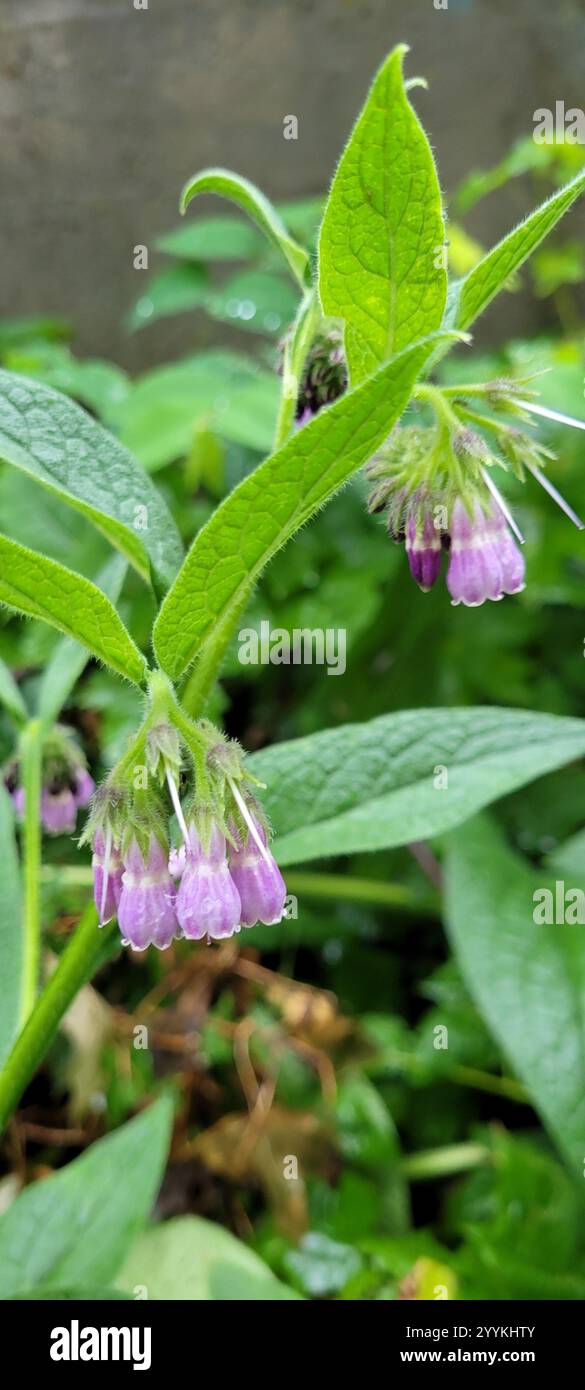 common comfrey (Symphytum officinale Stock Photo - Alamy