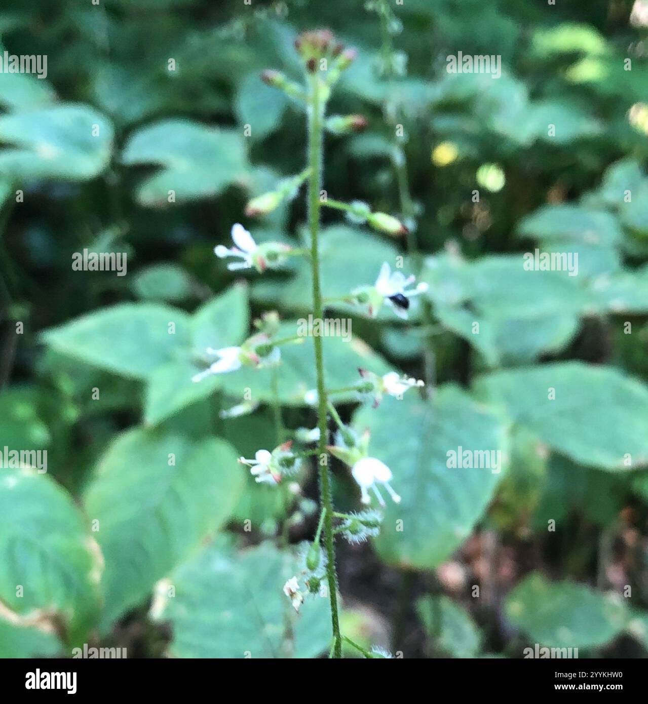enchanter's-nightshade (Circaea lutetiana Stock Photo - Alamy