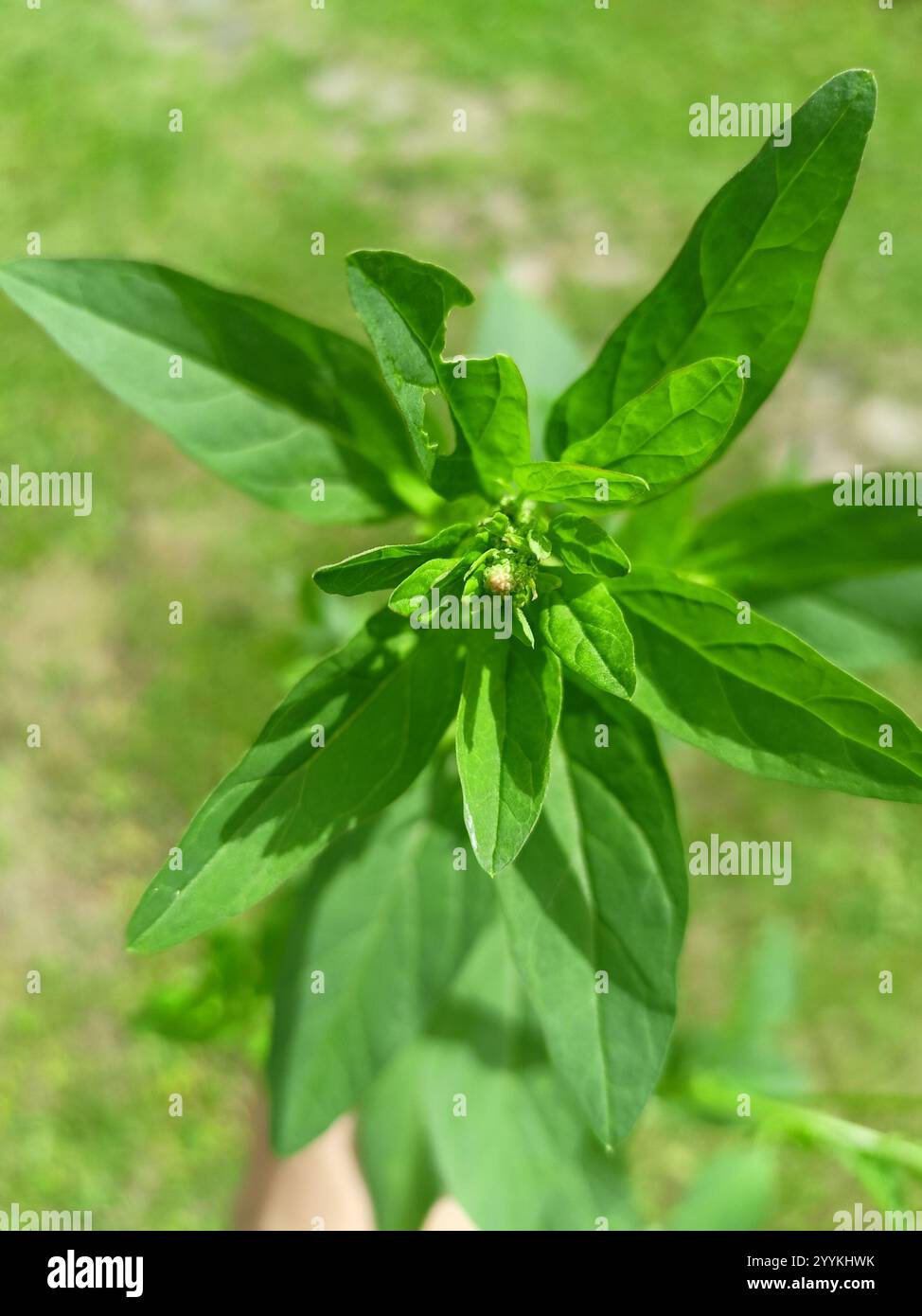 Many-seeded Goosefoot (Lipandra polysperma Stock Photo - Alamy