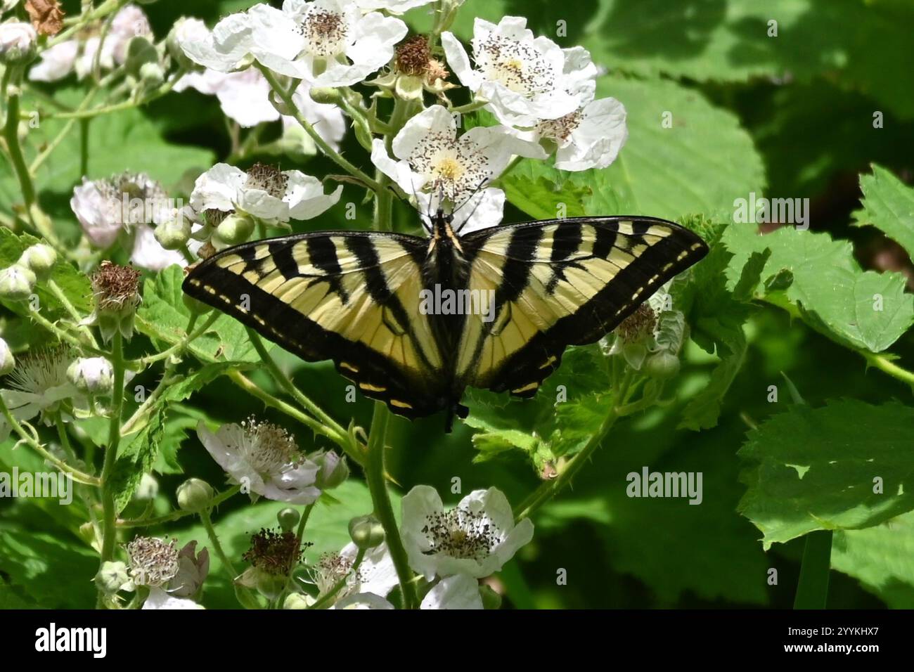 Western Tiger Swallowtail (Papilio rutulus Stock Photo - Alamy