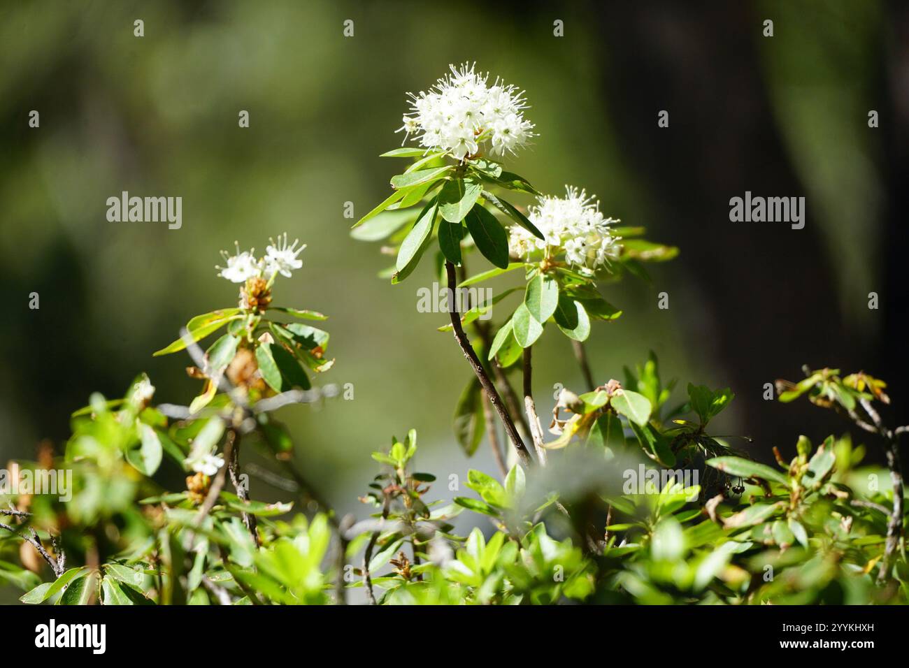 Western Labrador Tea (Rhododendron columbianum Stock Photo - Alamy
