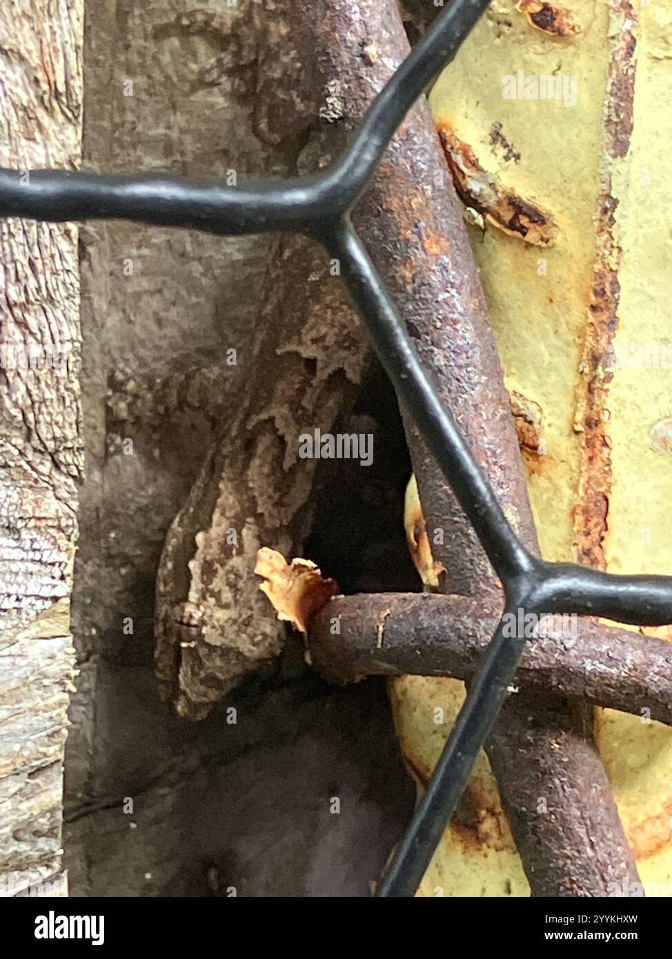 Mourning Gecko (Lepidodactylus lugubris Stock Photo - Alamy